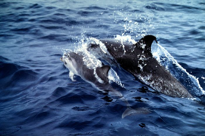 Delfin mit Baby vor Gomera Foto & Bild | tiere, wildlife, säugetiere ...