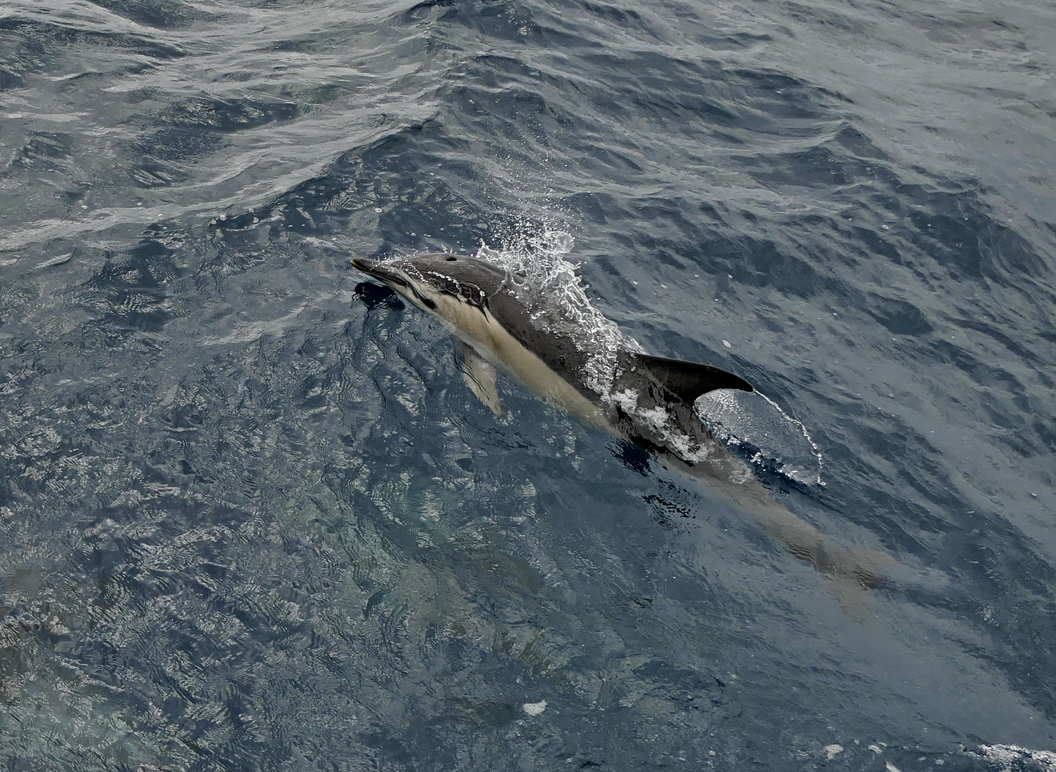 Delfine Foto & Bild | tiere, wildlife, säugetiere Bilder auf fotocommunity