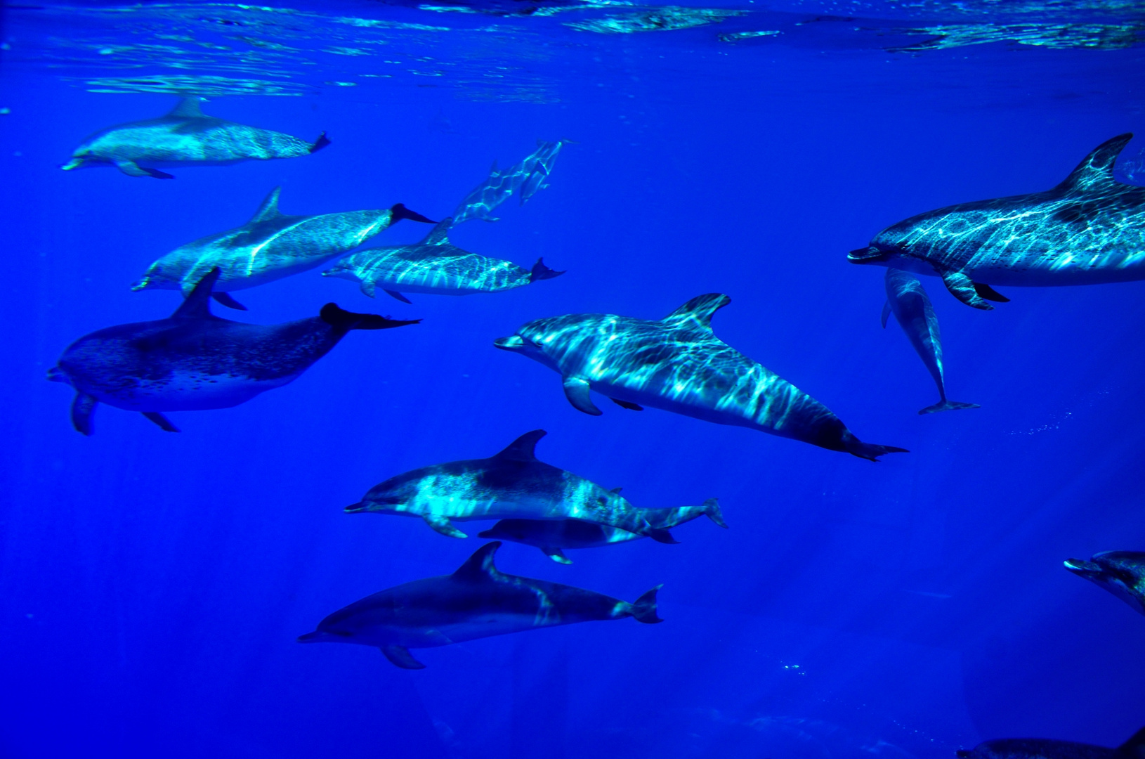 Delfine Foto & Bild | bilder, fotos, world Bilder auf fotocommunity