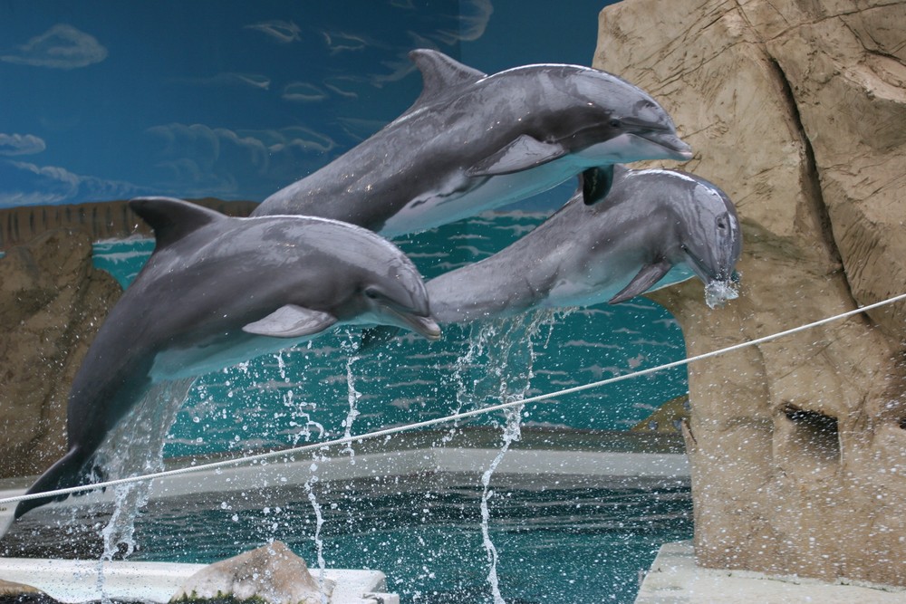 Delfine Foto & Bild | tiere, zoo, wildpark & falknerei, säugetiere ...