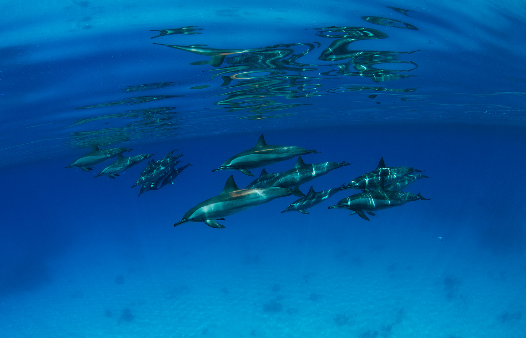 Delfine Foto & Bild | unterwasser, uw-salzwasser, natur-kreativ Bilder ...