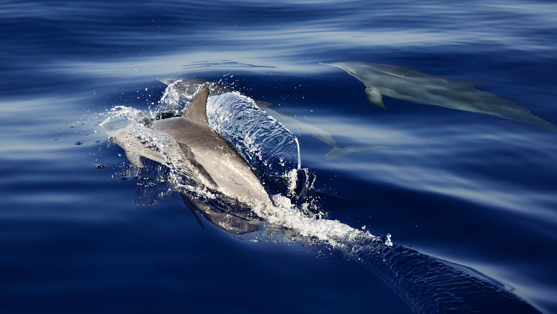 Delfine Foto & Bild | bilder, fotos, world Bilder auf fotocommunity