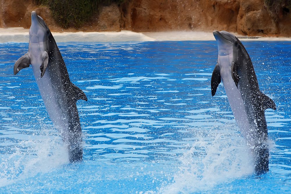 Delfine im Loro Parque Teneriffa Foto & Bild | tiere, zoo, wildpark ...