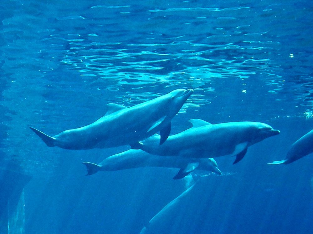 Delfine in Aktion Foto & Bild | tiere, wildlife, säugetiere Bilder auf ...