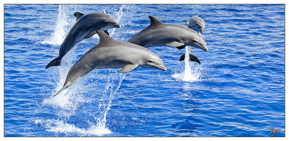 Delfines de L'Oceanografic Imagen & Foto | animales, animales marinos ...