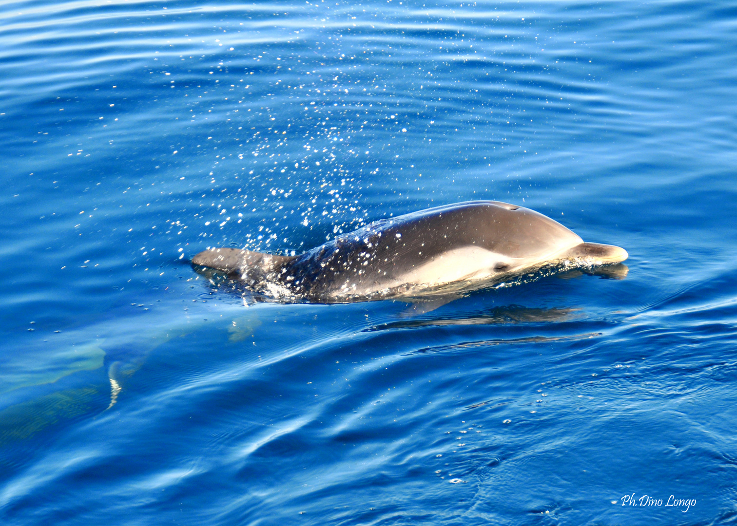Delfino Foto % Immagini| animali, natura Foto su fotocommunity