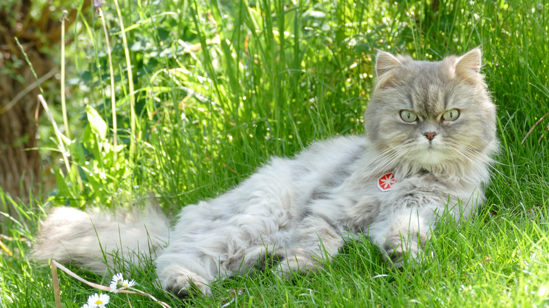 Delia Foto & Bild | tiere, haustiere, katzen Bilder auf fotocommunity