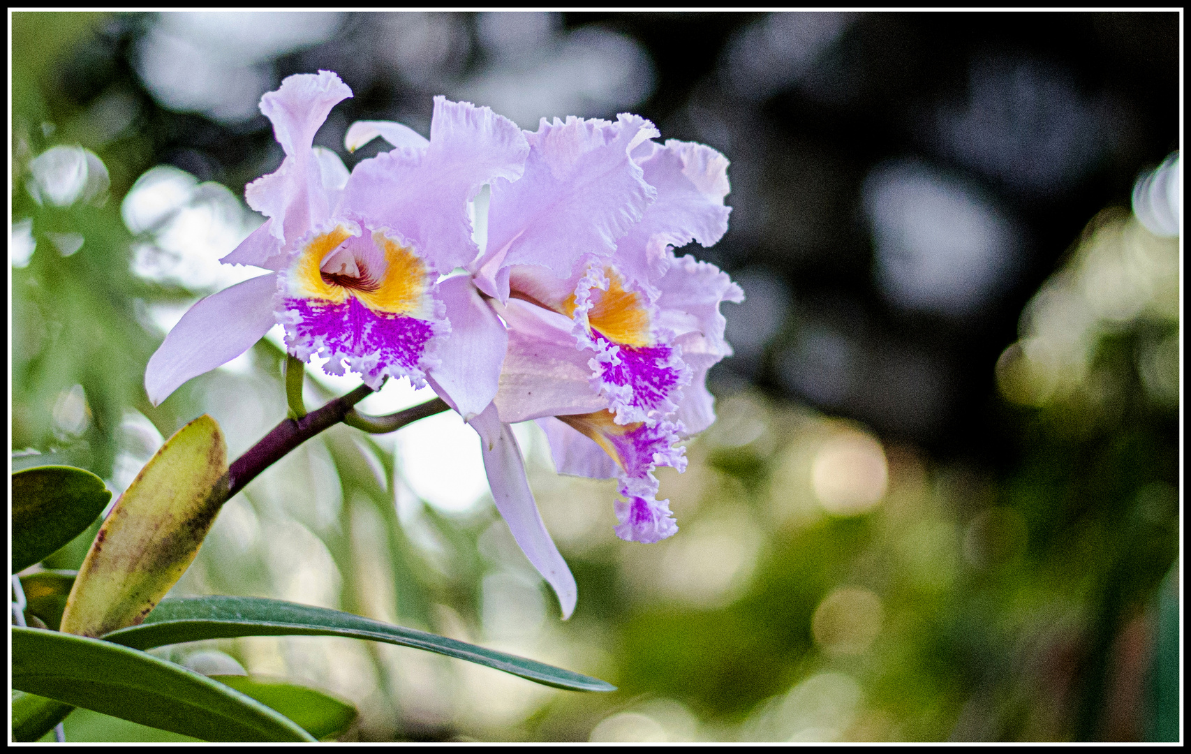 Delicadeza Imagen & Foto | plantas, flores, naturaleza Fotos de ...