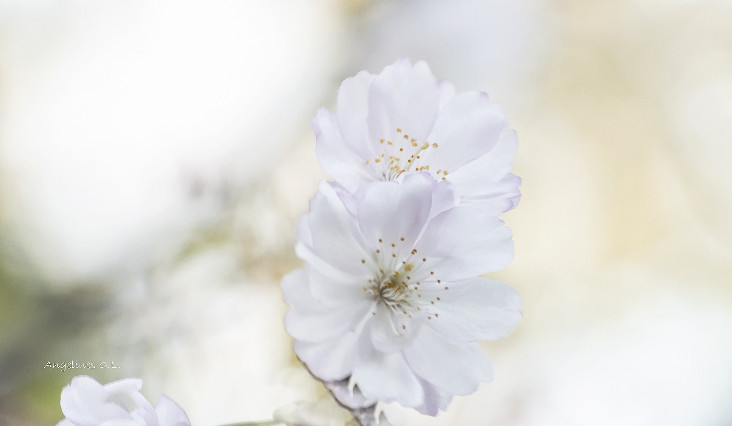 Delicadeza Imagen & Foto | estaciones del año, primavera, flores Fotos ...