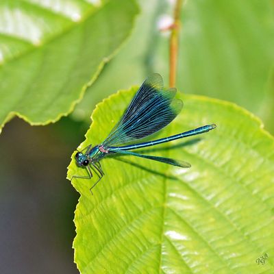 Libellules Images & Photos