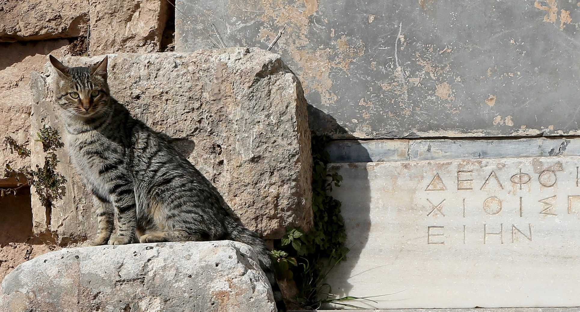 DelphiKatze Foto & Bild | europe, greece, tiere Bilder auf fotocommunity
