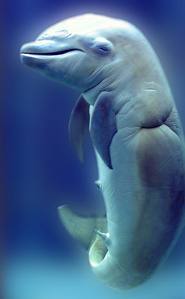 Delphin Foto & Bild | experimente, spezial Bilder auf fotocommunity