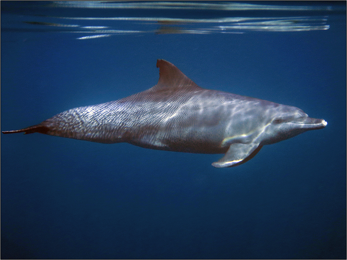 Delphin-Begegnung Foto & Bild | world, natur, malediven Bilder auf ...