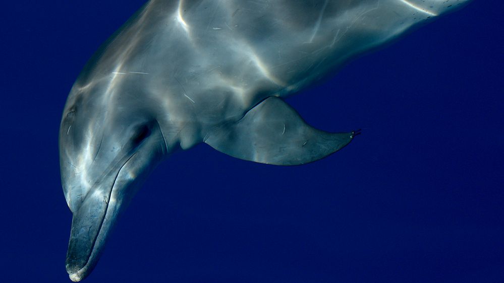Delphin lächelnd Foto & Bild | natur, tiere, delphin Bilder auf ...