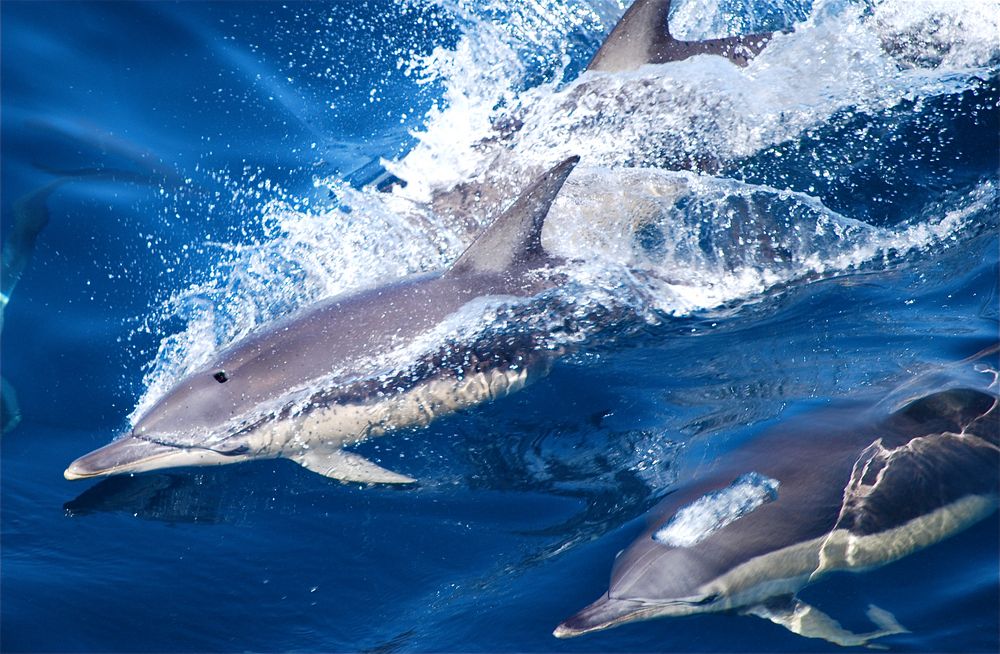 Delphine in Port Stephens Foto & Bild | tiere, wildlife, säugetiere ...