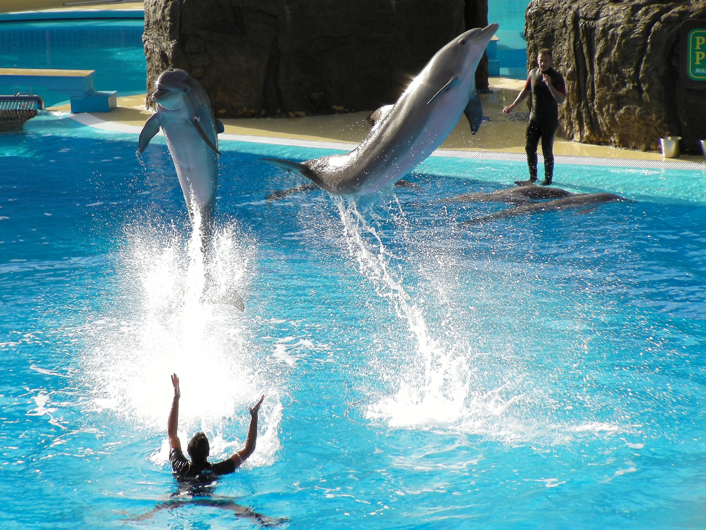 Delphine springen in die Höhe Foto & Bild | tiere, zoo, wildpark ...