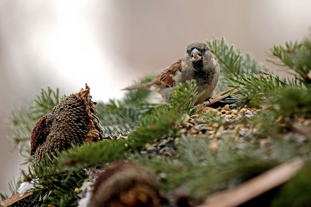 Dem Haussperling schmeckt's Foto & Bild | vogel, singvogel, sperling ...