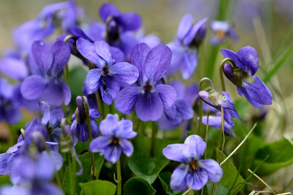 Dem kleinen Veilchen gleich ...... Foto & Bild | jahreszeiten, frühling ...