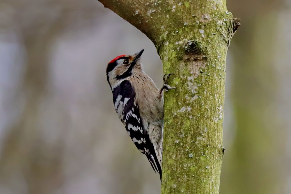 Dem Kleinspecht.... Foto & Bild | natur, tiere, vögel Bilder auf ...