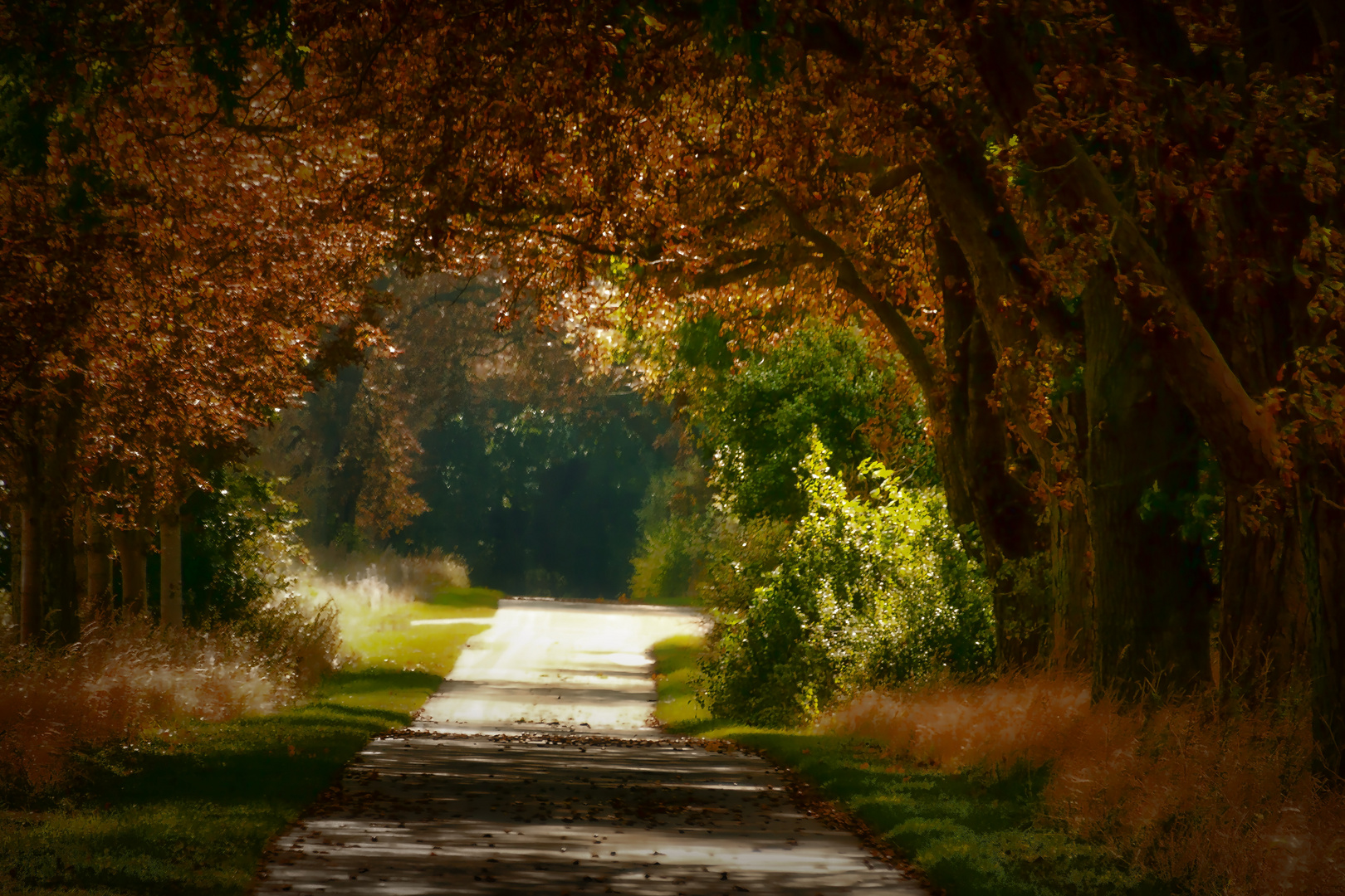 Dem Licht entgegen Foto & Bild | deutschland, europe, mecklenburg ...