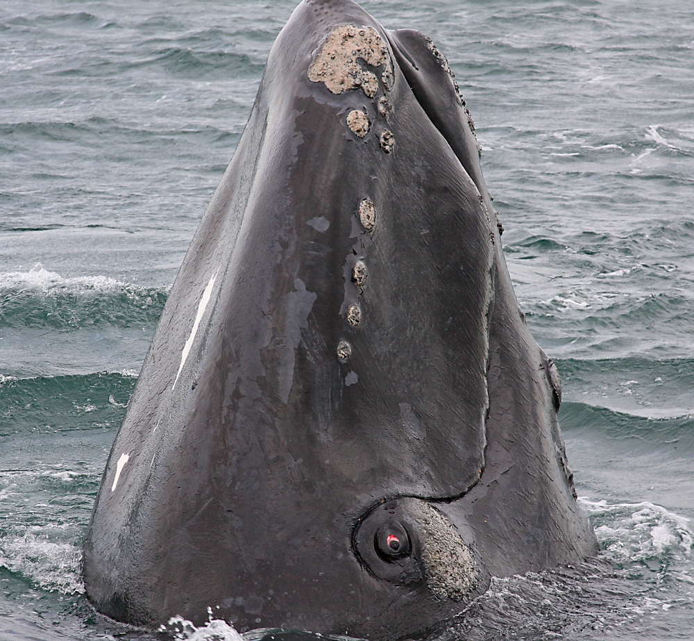 Dem Wal ins Auge schauen Foto & Bild | tiere, wildlife, säugetiere ...