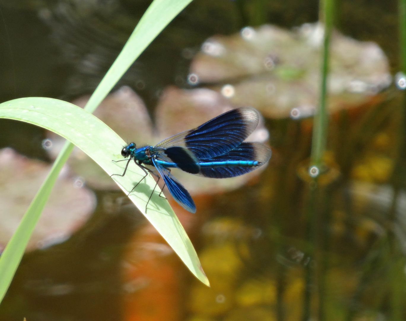 Demoiselle photo et image | animaux, animaux sauvages, macro Images ...