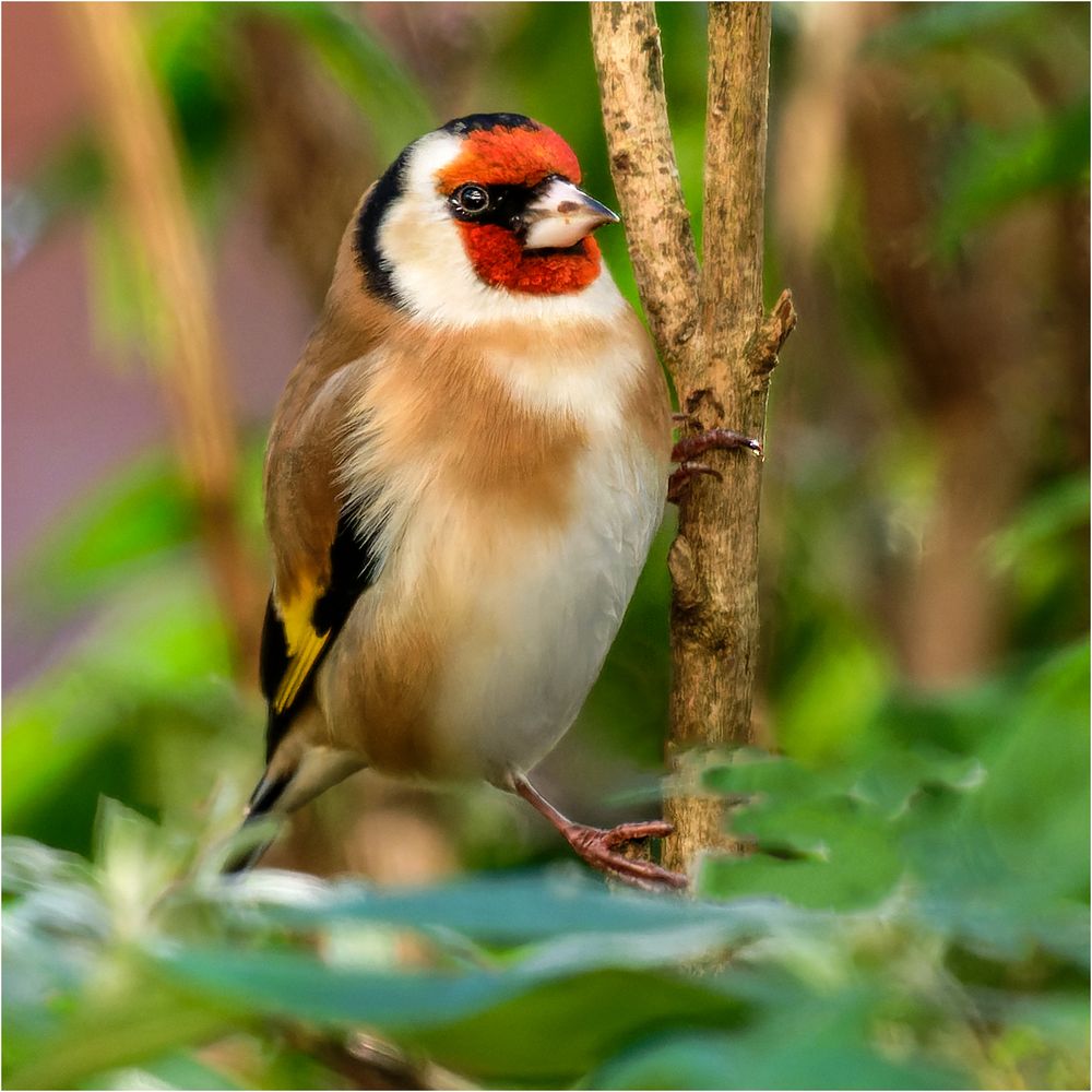 den Distelfink auch Stieglitz genannt ..... Foto & Bild | natur, tiere ...