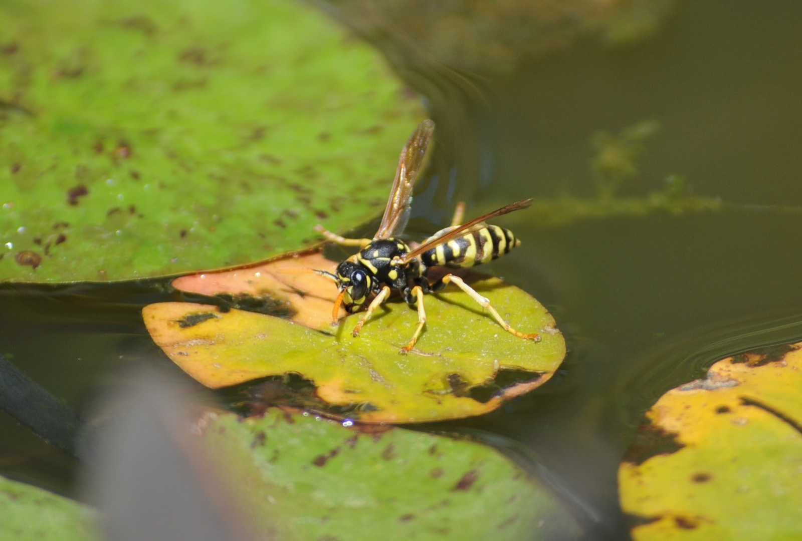 Den Durst stillen.... Foto & Bild | teich, natur, insekten Bilder auf ...