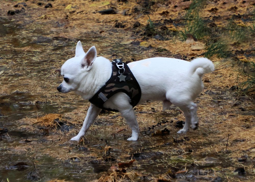Den Ekel sieht man ihm an .. Foto & Bild | fotos, hunde, hund Bilder ...