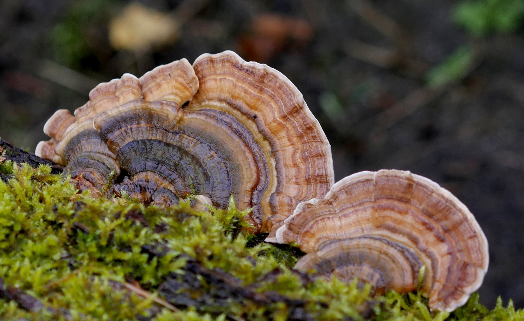 Den Glanz dieser Baumpilze... Foto & Bild | bäume, regen, natur Bilder ...