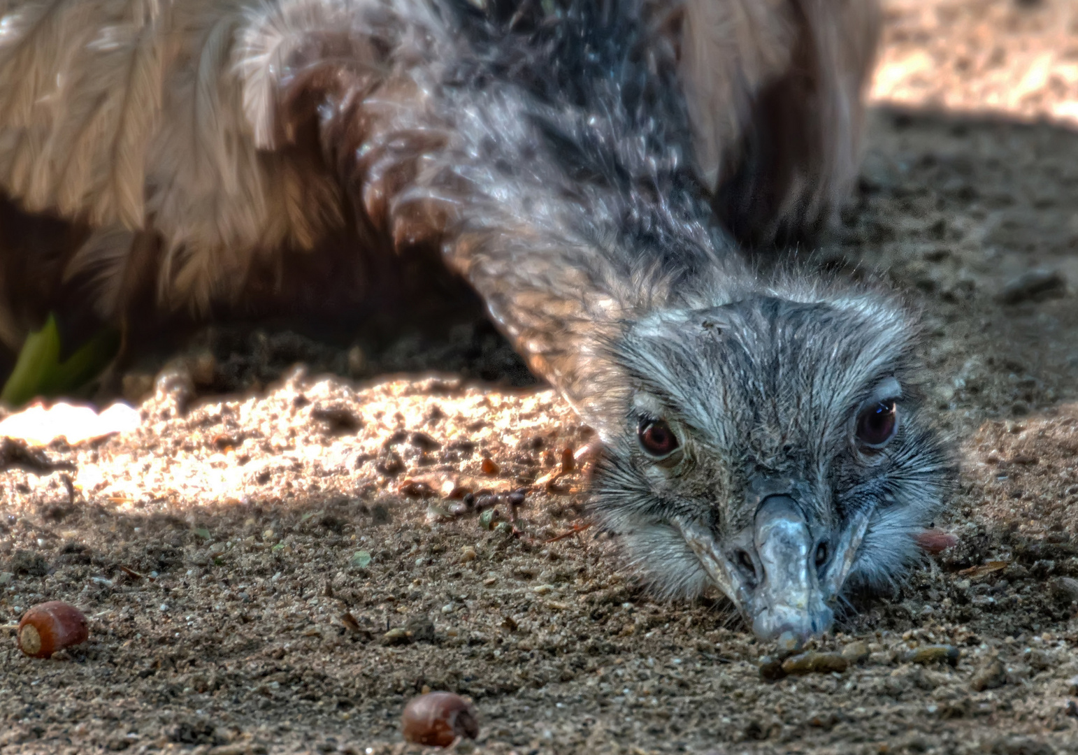 Den Kopf nicht in den Sand stecken ... Foto & Bild | tiere, zoo ... Den Kopf nicht in den Sand stecken ... Foto & Bild | tiere, zoo ...