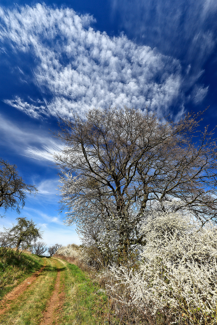 Den Monitor .... HOCHKANT !!! Foto & Bild | bäume, wolken, licht Bilder ...