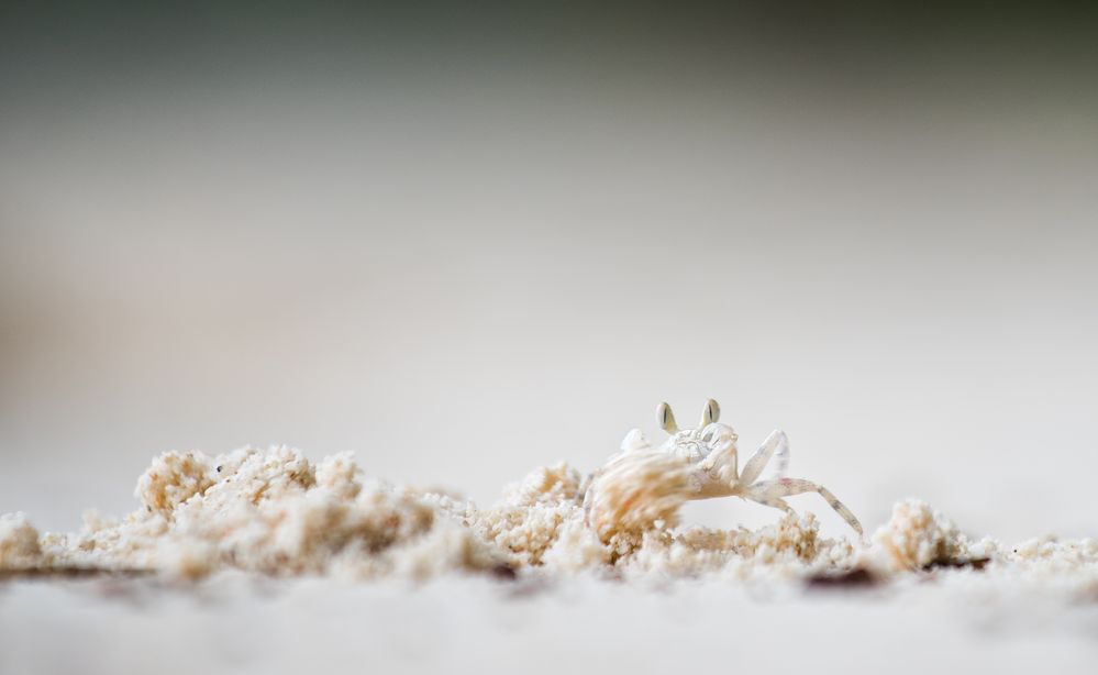 __den Müll rausbringen__ Foto & Bild | tiere, wildlife, krebse Bilder ...