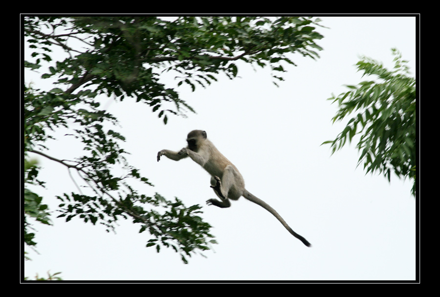 den richitgen Moment erwischen... Foto & Bild | africa, southern africa ...
