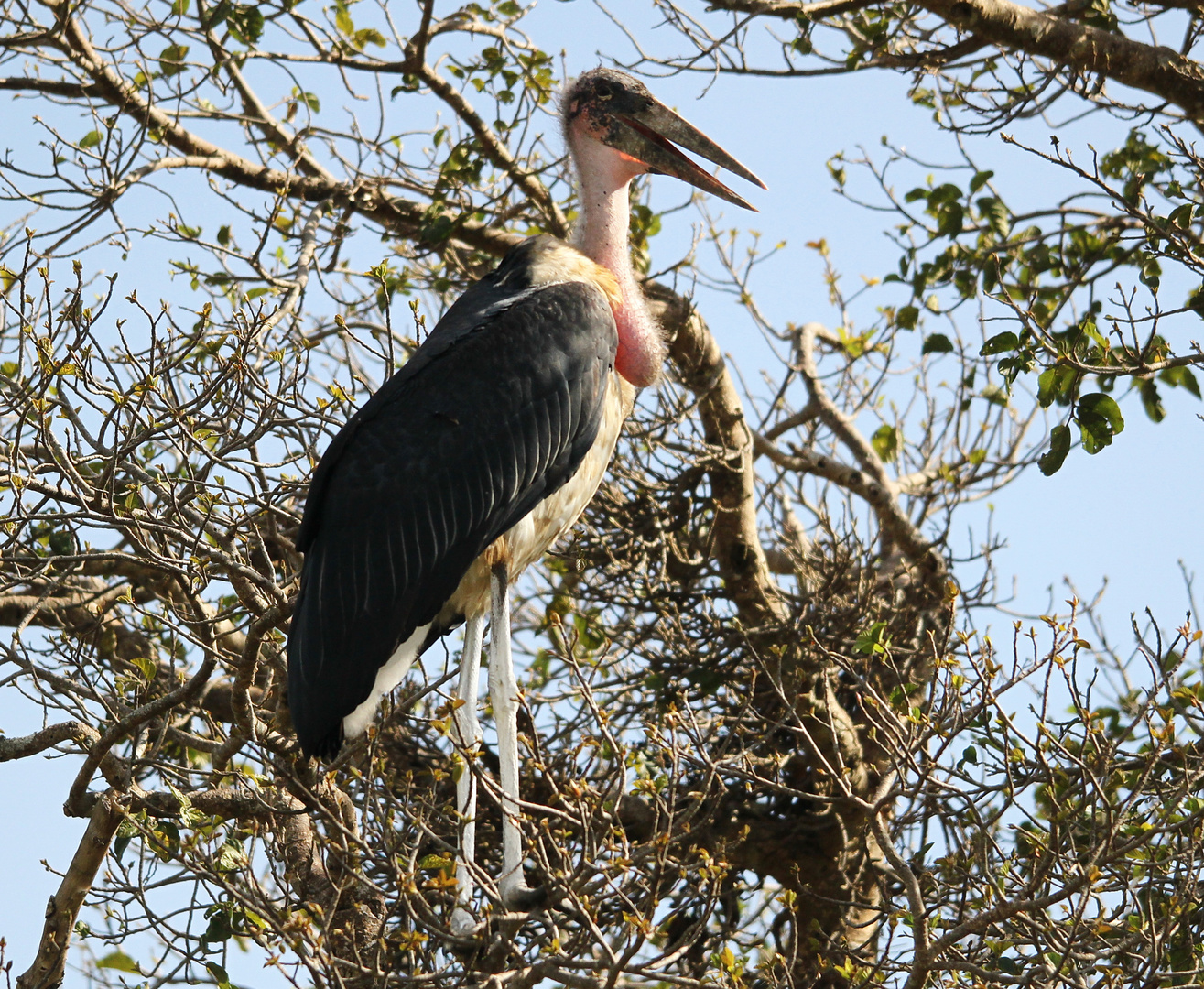 den richtigen Überblick hat der Marabu Foto & Bild | tiere, wildlife ...