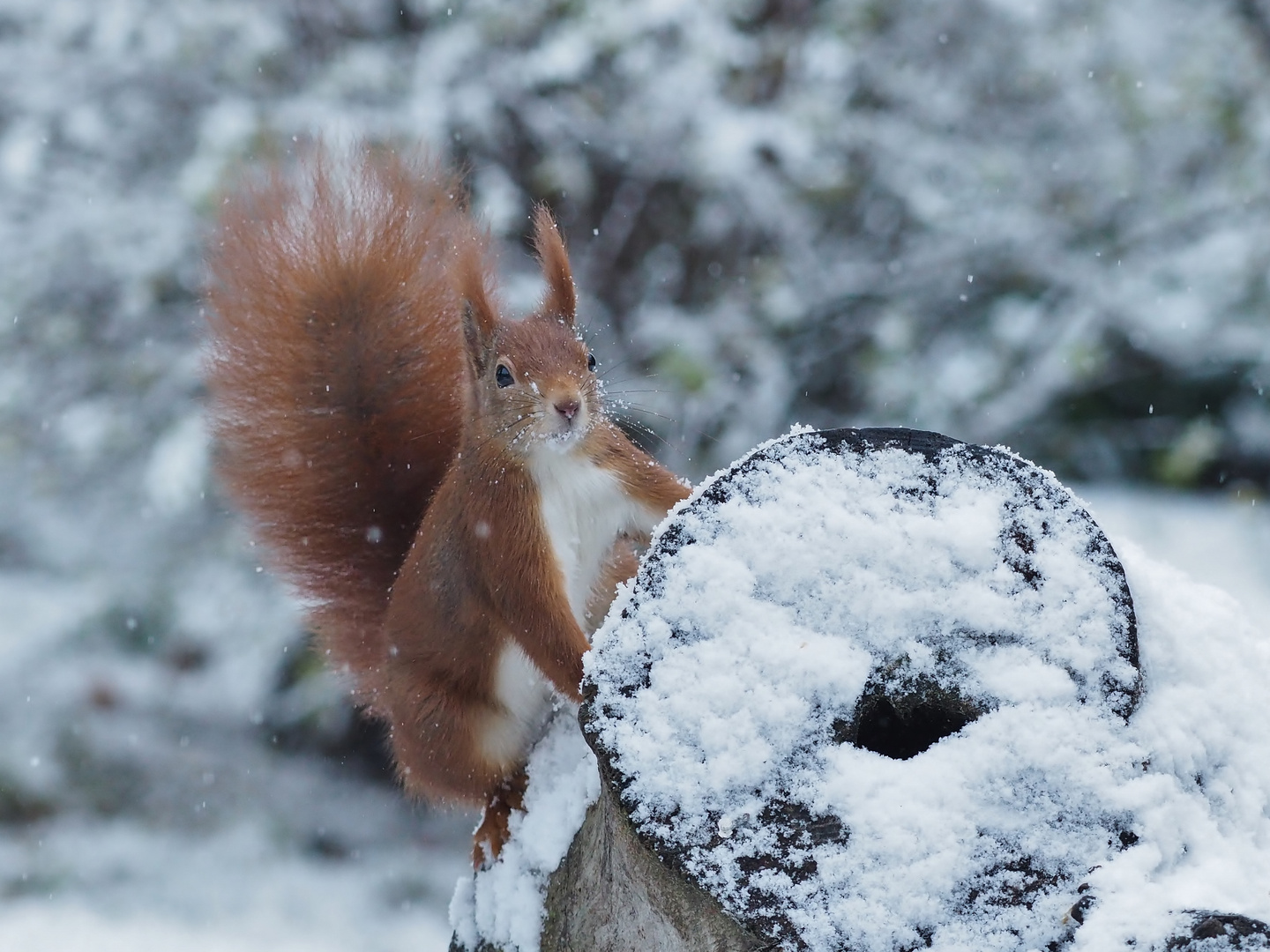 Den Schnee..... Foto & Bild | schnee, eichhörnchen, natur Bilder auf ...