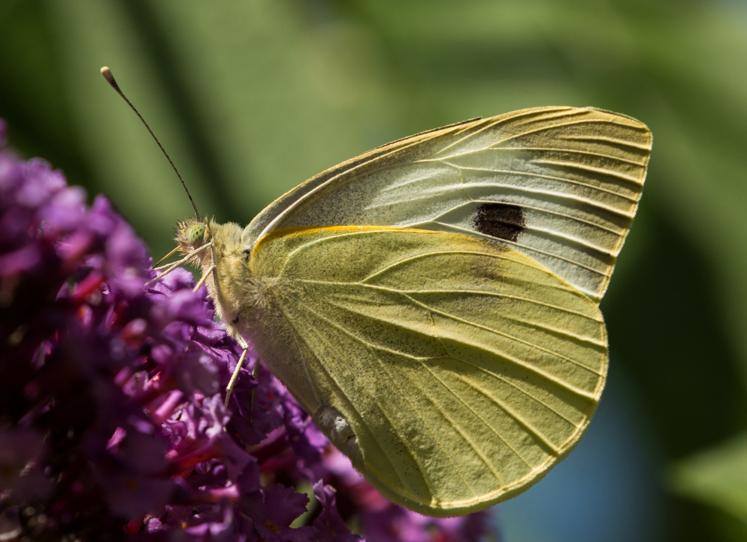 Den Sommer genießen - herum flattern und Nektar schlürfen. Foto & Bild ...