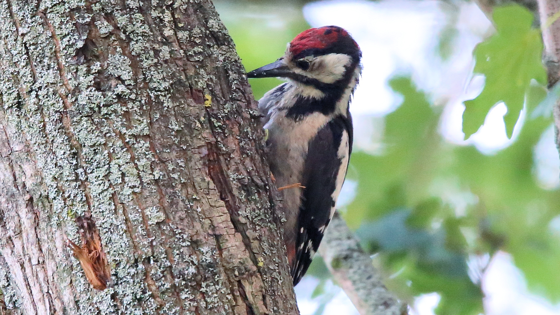 Den Specht.. Foto & Bild | tiere, wildlife, wild lebende vögel Bilder ...