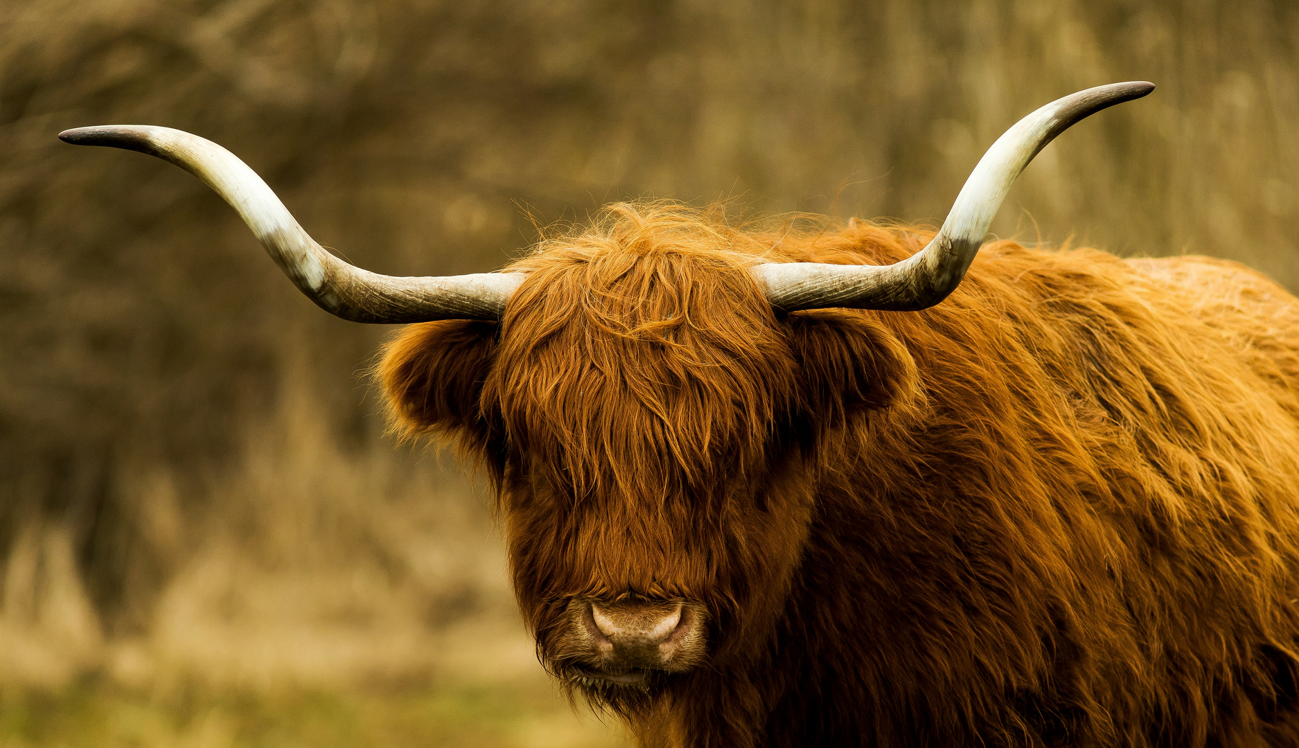 "Den Stier bei den Hörnern packen." Foto & Bild | tiere, haustiere ...