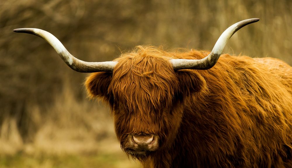 "Den Stier bei den Hörnern packen." Foto & Bild | tiere, haustiere ...