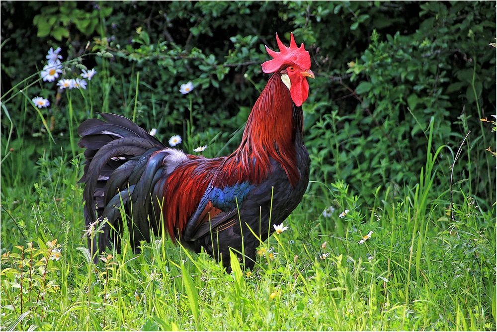 Den stolzen Hahn.... Foto & Bild | wiese, natur, landschaft Bilder auf ...
