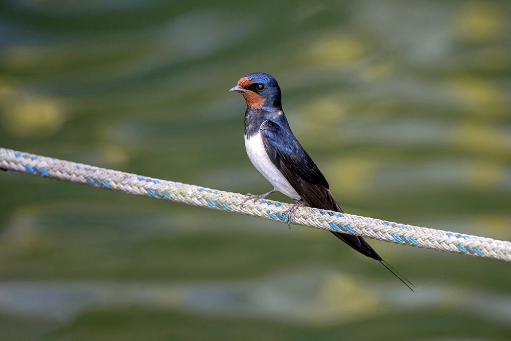 Den Zug verpasst Foto & Bild | tiere, wildlife, wild lebende vögel ...