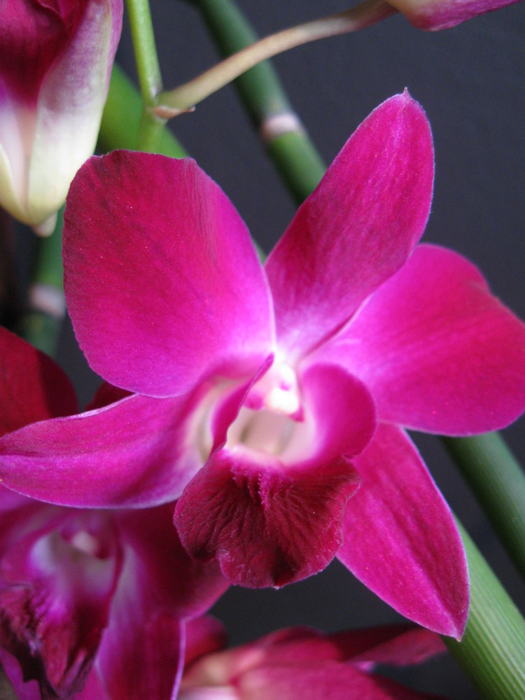 Dendrobium Hybride photo et image | plantes, champignons & lichens ...