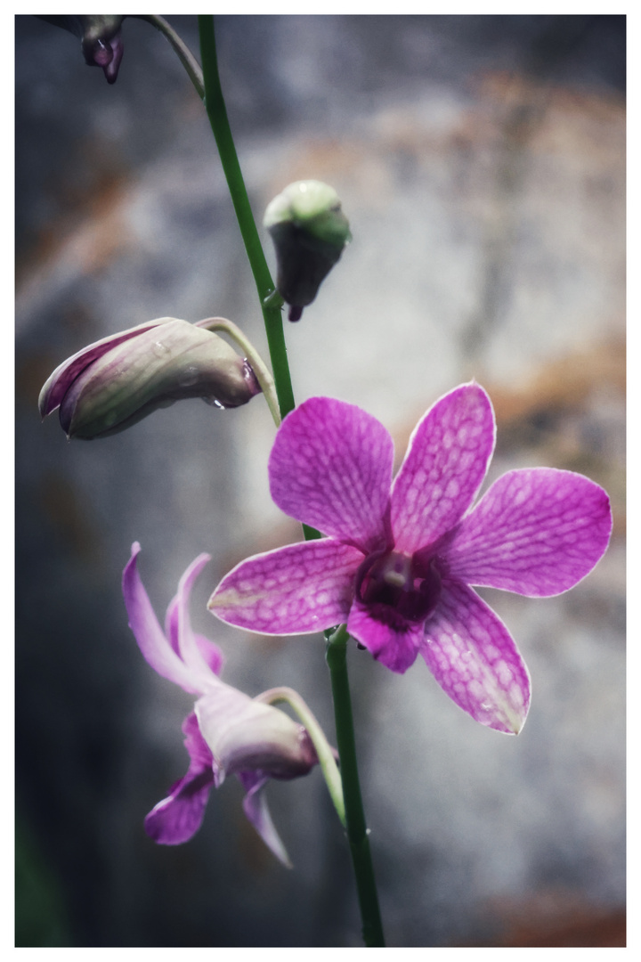 Dendrobium Kiilani Ruby Hawaii Foto & Bild | spezial, makro, natur Bilder auf fotocommunity