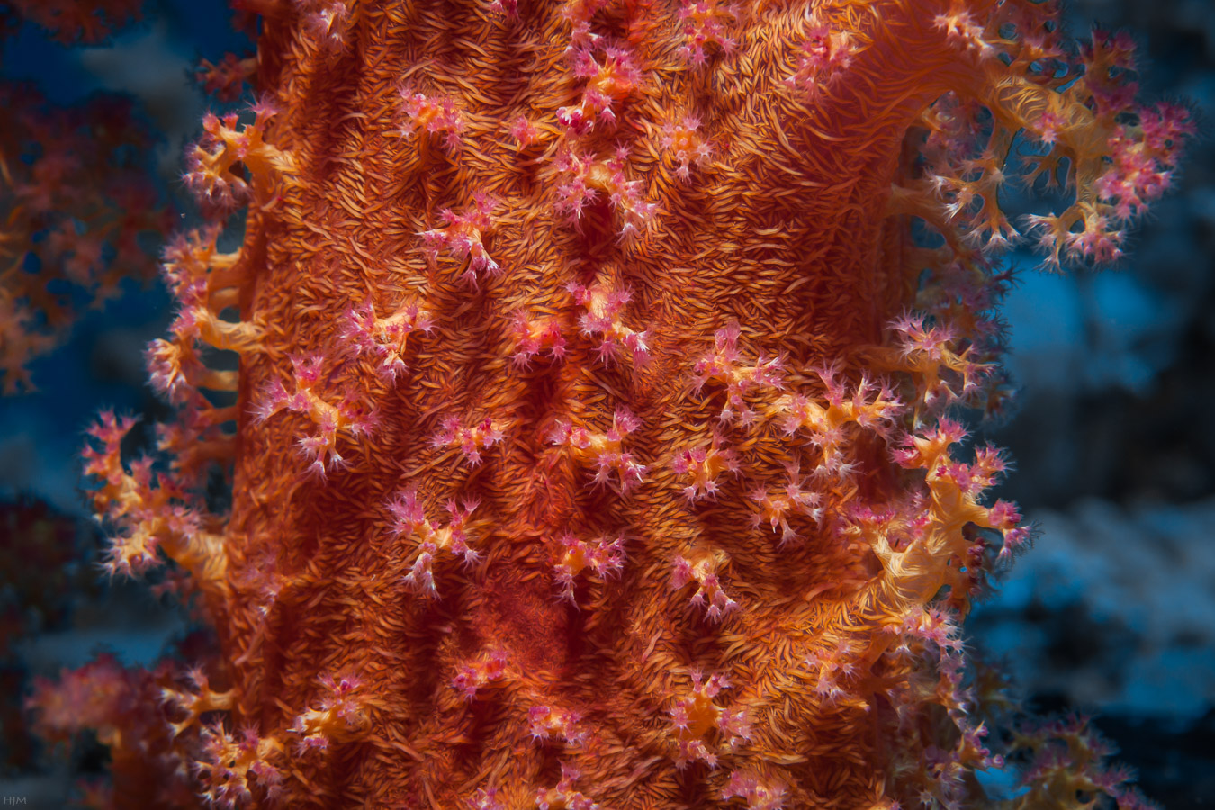 Dendronephthya Foto & Bild | tiere, wildlife, projekte Bilder auf ...