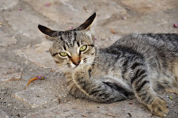 baliset - Fotos & Bilder - Fotografin aus Düsseldorf, Deutschland ...