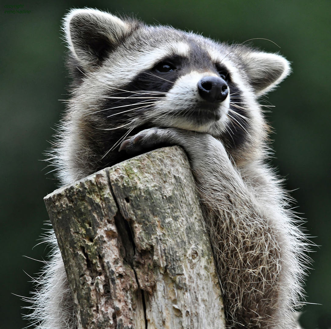 Denkerpose ?! Foto & Bild | tiere, zoo, wildpark & falknerei ...