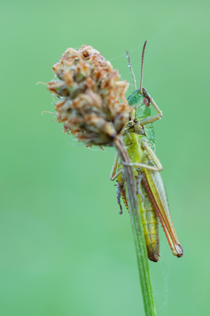 Denkerpose Foto & Bild | tiere, wildlife, insekten Bilder auf fotocommunity