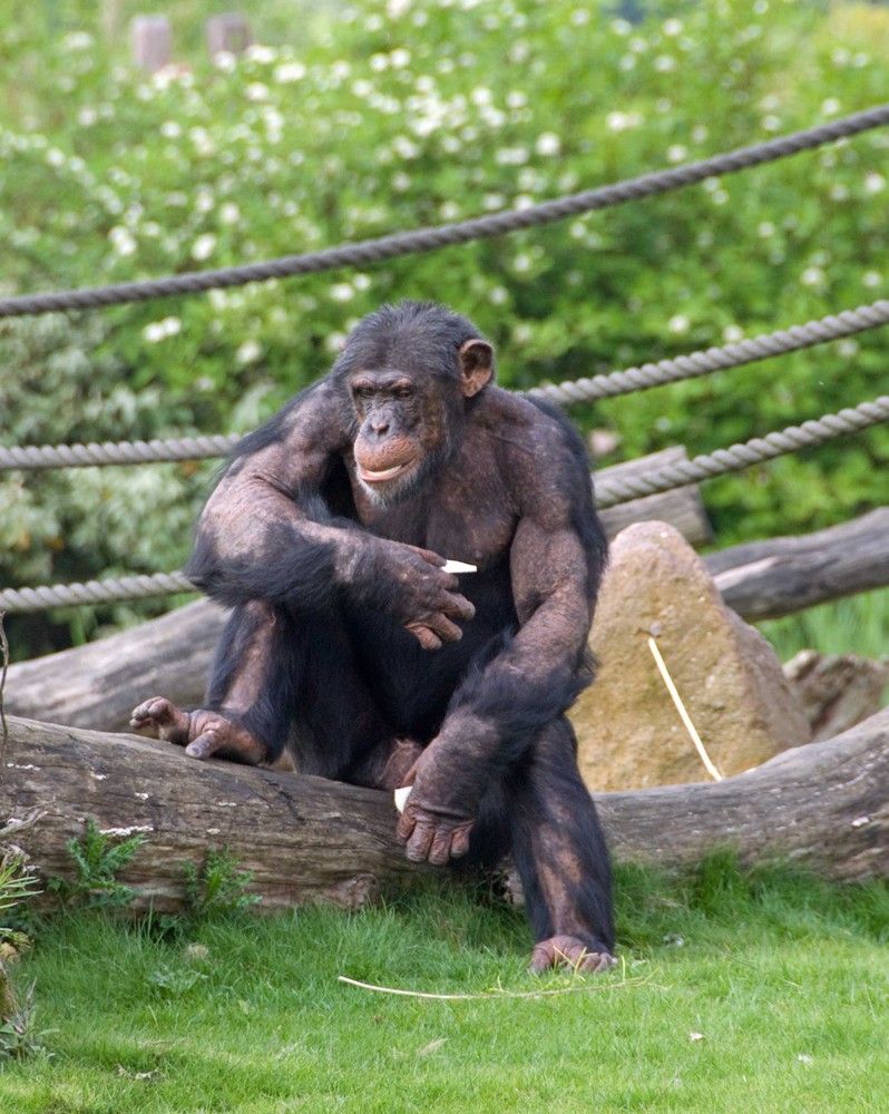 Denkerpose in der Tierwelt Foto & Bild | tiere, zoo, wildpark ...