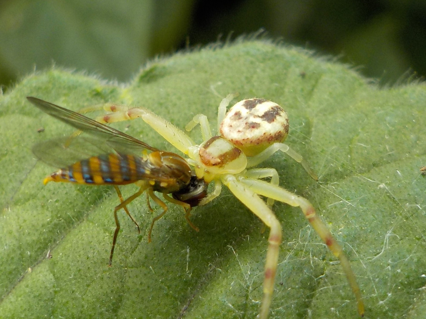 Depredación Imagen & Foto | animales, naturaleza, insectos Fotos de ...